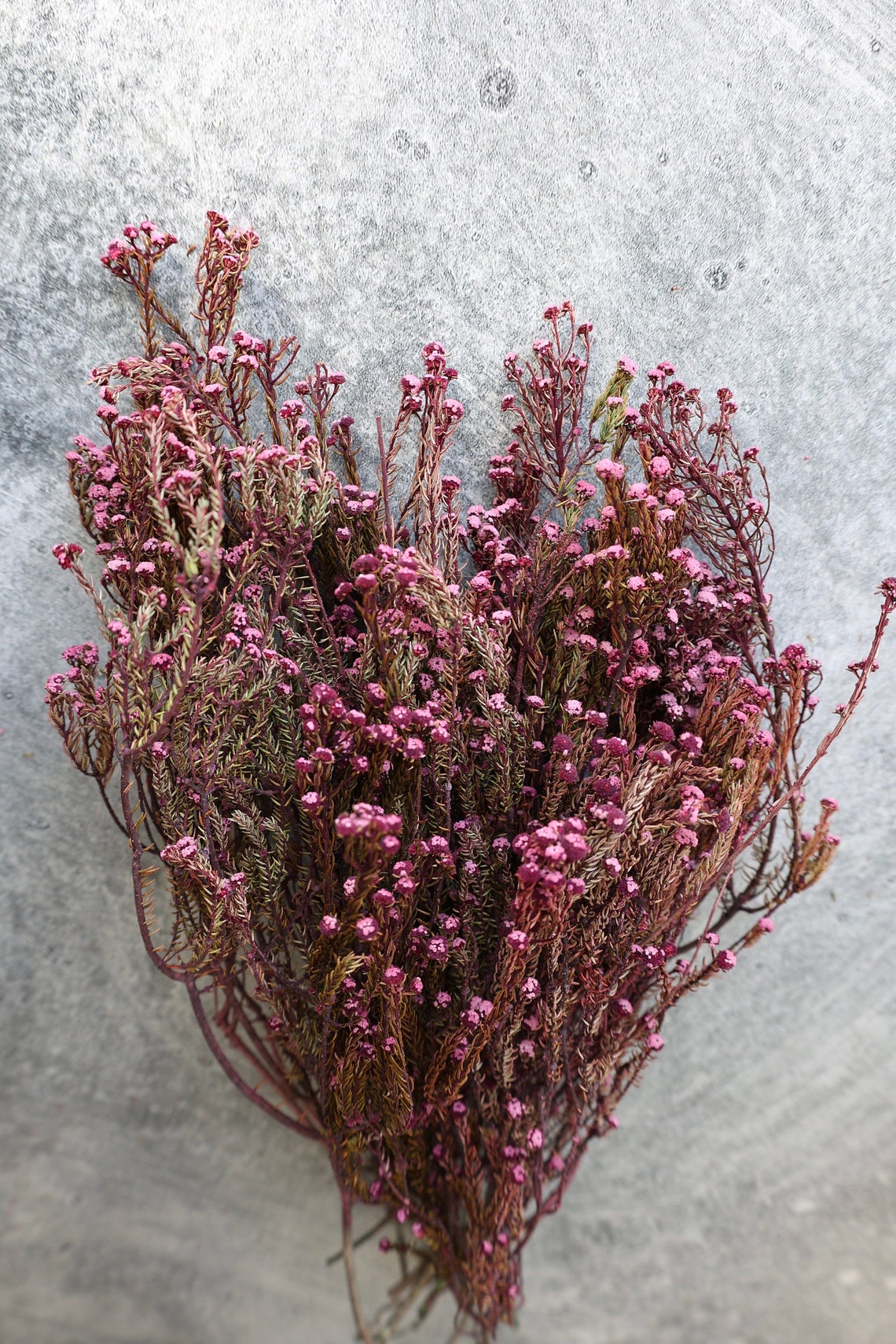 Preserved Pink Phylica, Dried Phylica, Fillers, Flower Arrangements ...