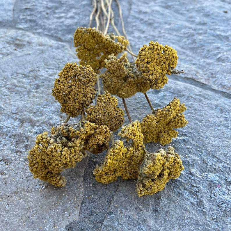 Natural Yarrow Flowers Dried Flowers Wedding Flowers Home - Etsy
