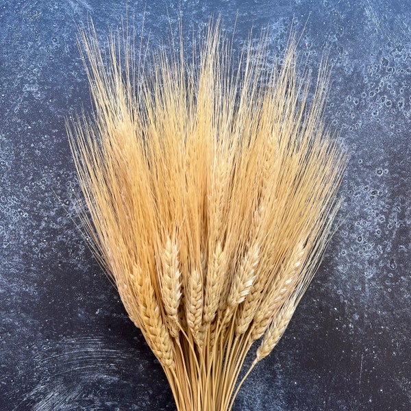 Dried Wheat - Etsy