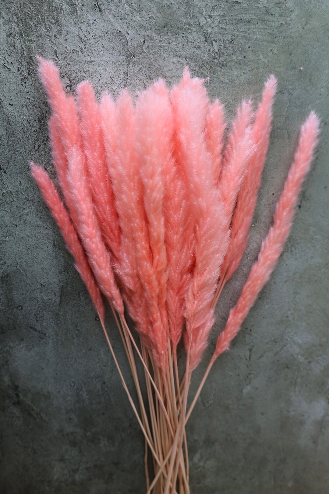 30 Stems Pampas Grass Bundle, Mini Pampas Grass, Dried Pampas, Pampas Bleached, Wedding Flowers ...