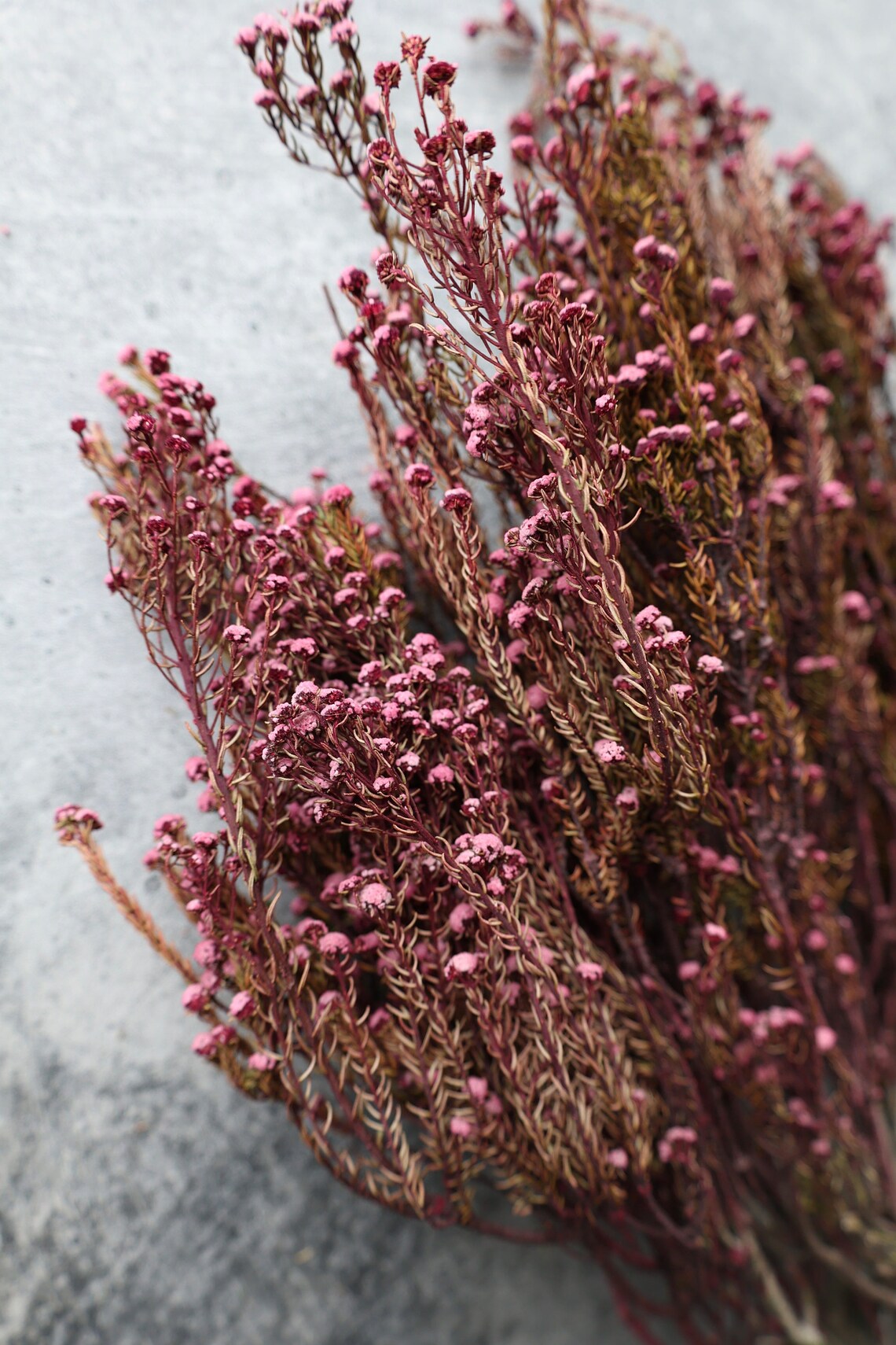 Preserved Pink Phylica, Dried Phylica, Fillers, Flower Arrangements ...