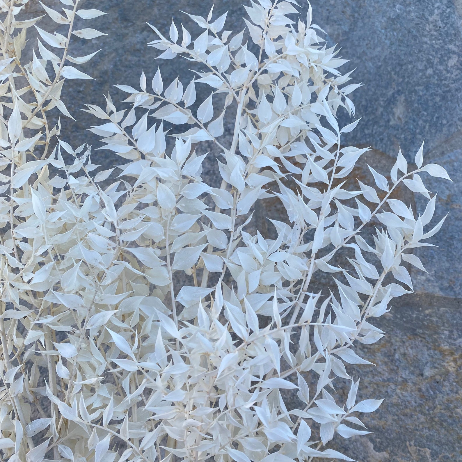 Bleached Italian Ruscus Dried Ruscus Dried Flowers Wedding - Etsy UK