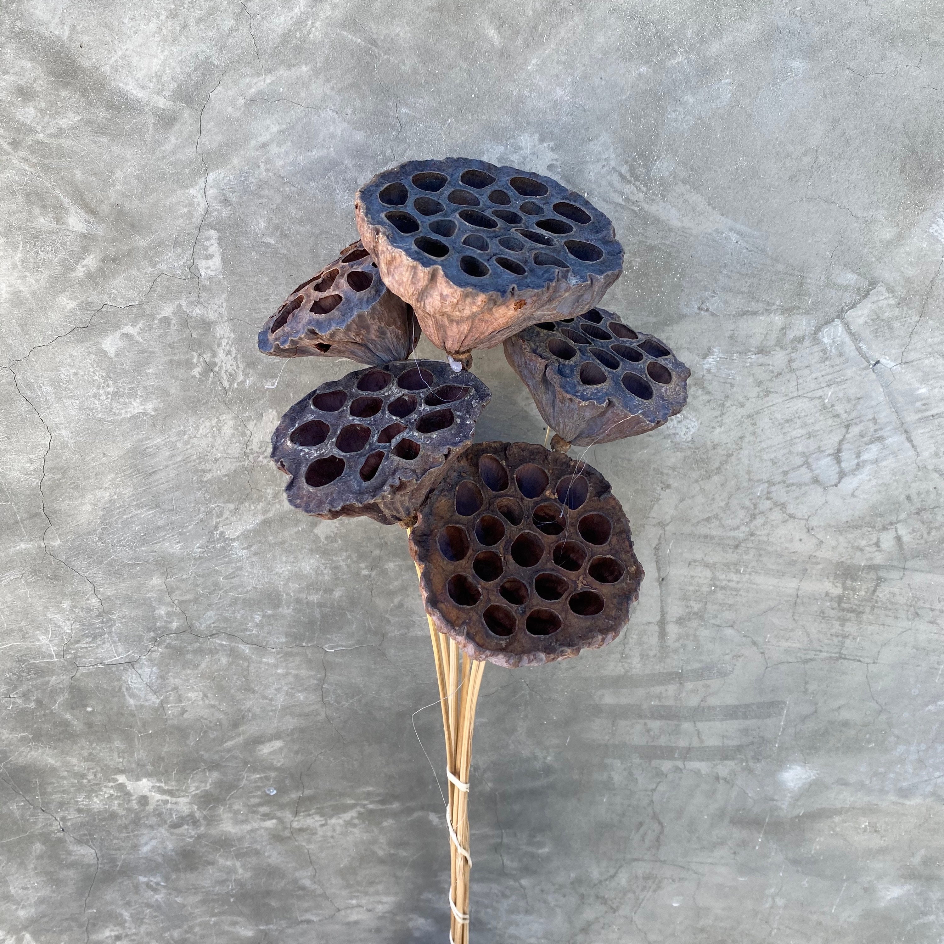 Lotus Pods Dried Flowers Dried Lotus Pods Wedding Flowers - Etsy