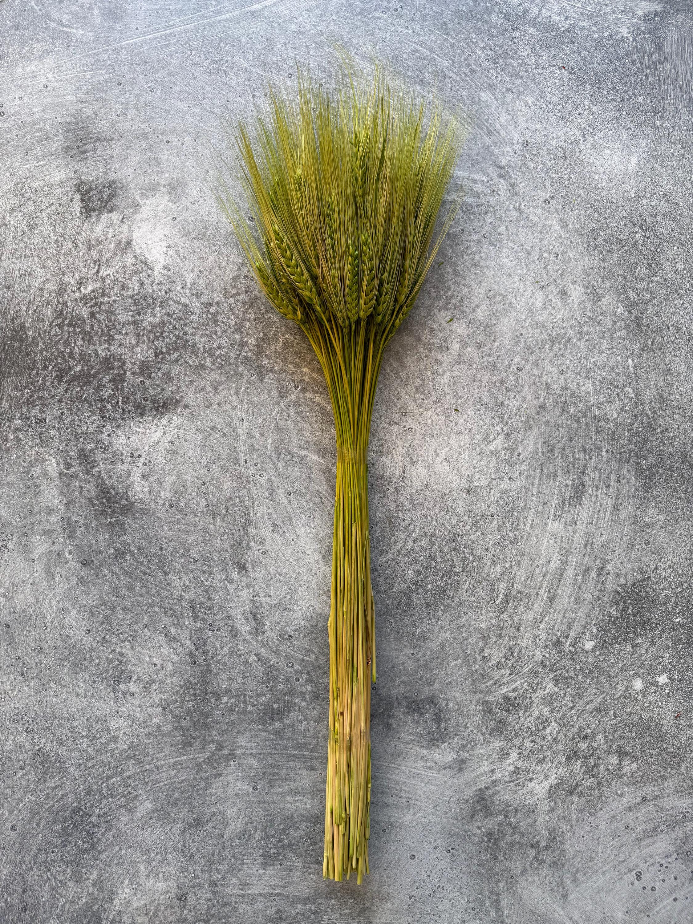 Dried Wheat Stalks, Farmhouse Decor - Etsy