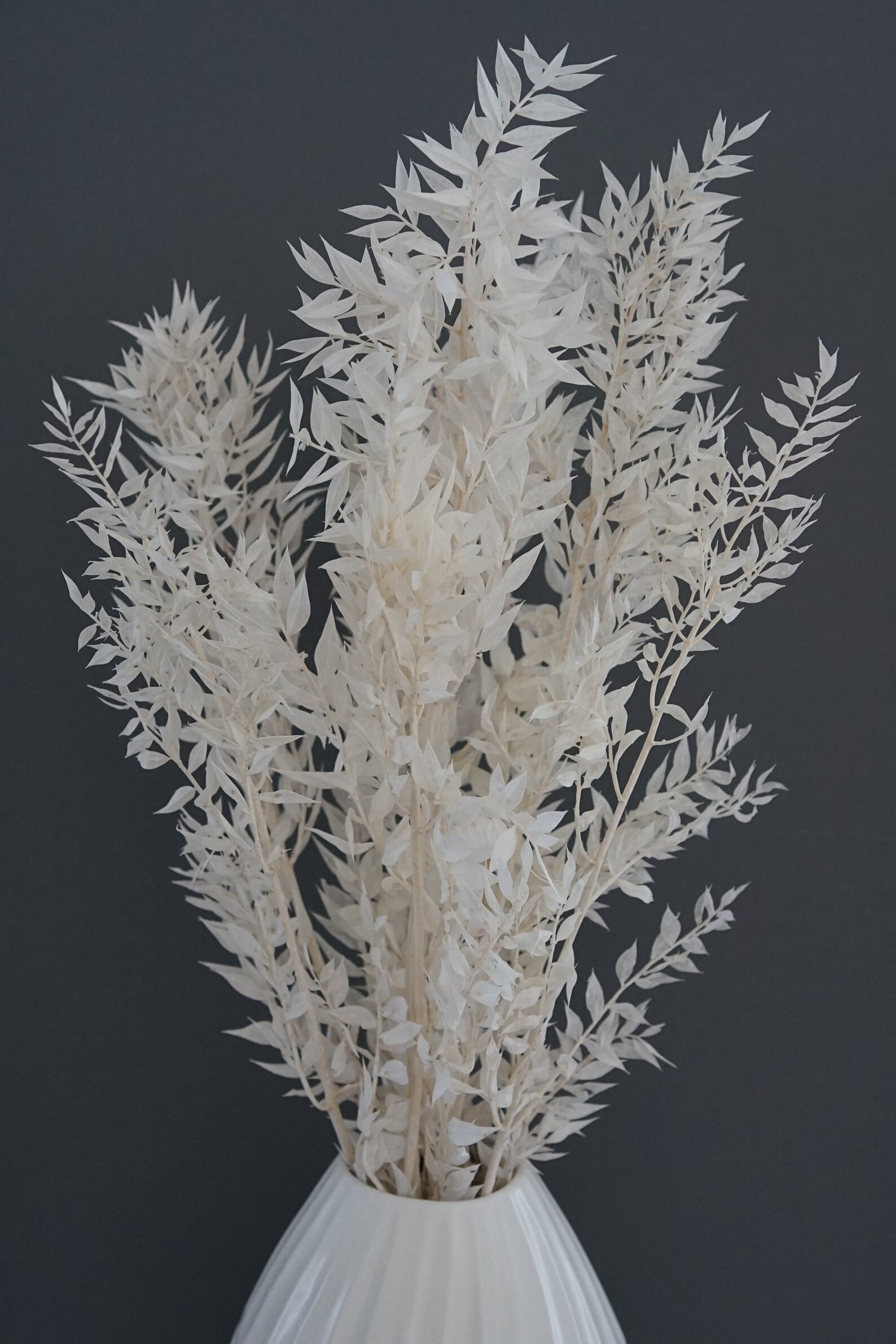 Bleached Italian Ruscus Dried Ruscus Dried Flowers Wedding - Etsy