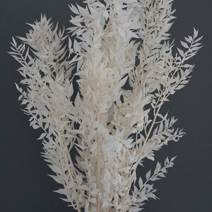 Bleached Italian Ruscus, Dried Ruscus, Dried Flowers, Wedding Flowers ...
