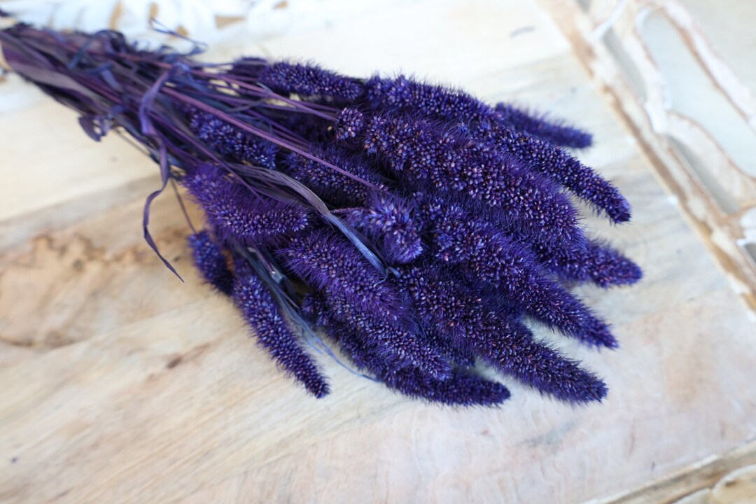 Dried Setaria Grass, Dried Flowers, Wedding Flowers, Foxtail Millet ...