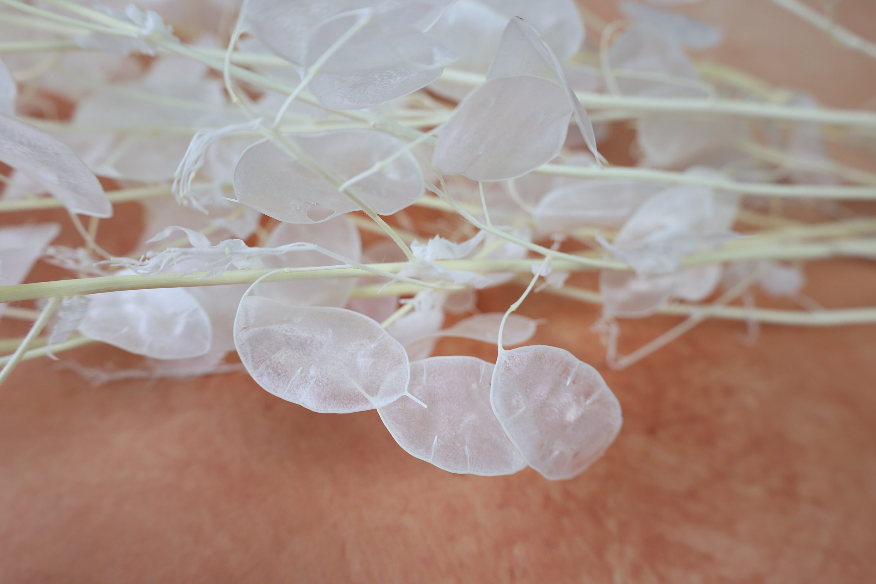 Lunaria, Dried Lunaria , Silver Dollar, Dried Flowers, Home Decor ...