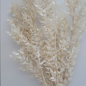 Bleached Italian Ruscus, Dried Ruscus, Dried Flowers, Wedding Flowers ...