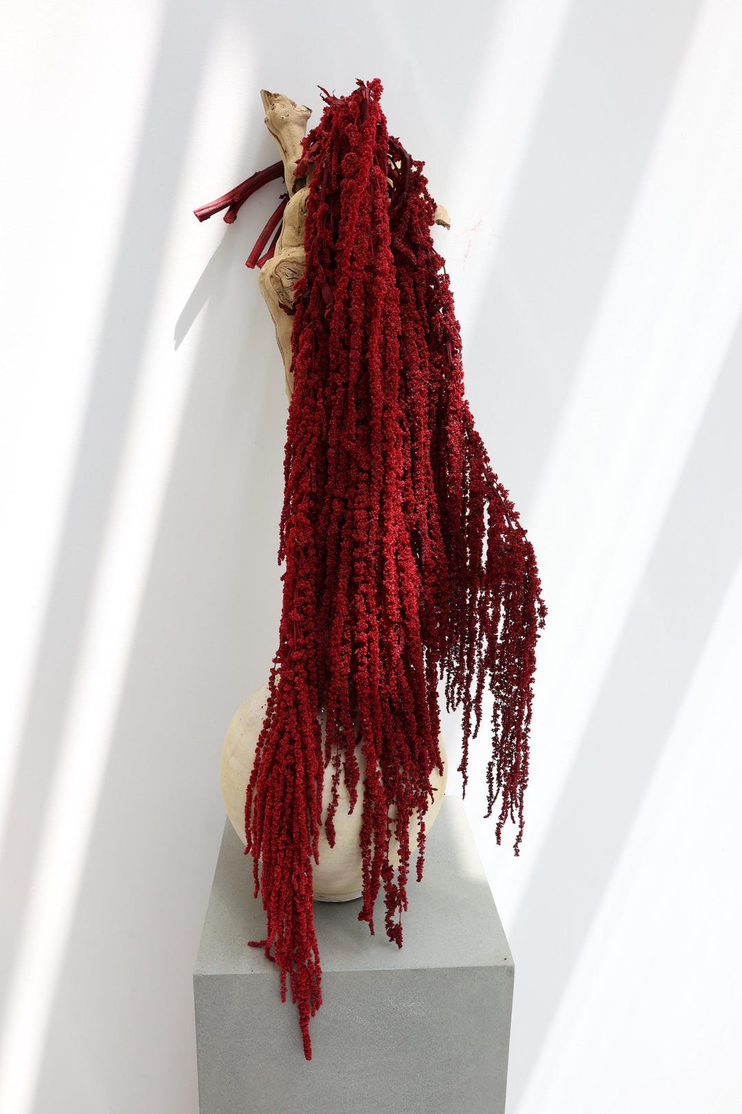 Deep Red Amaranthus Hanging Preserved, Amaranthus, Hanging Amaranthus ...