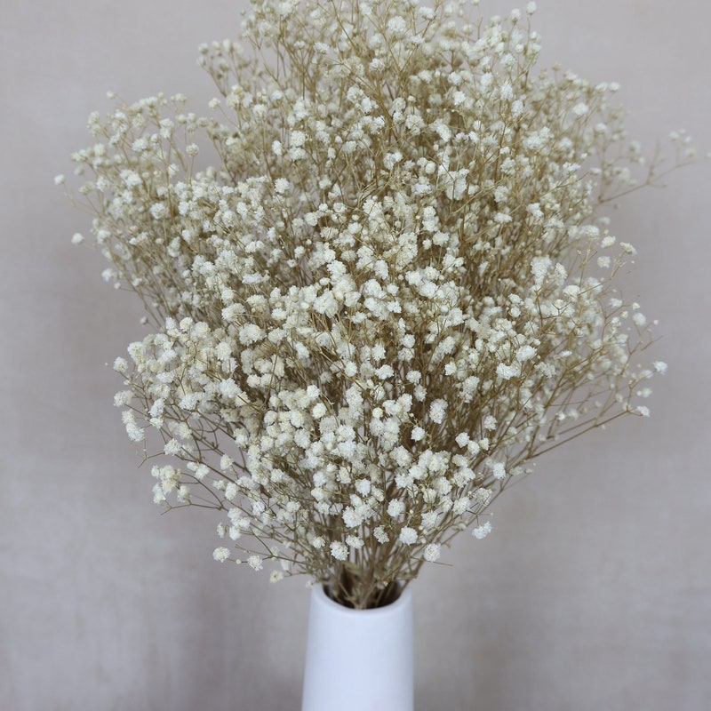 Dried Gypsophila - Etsy