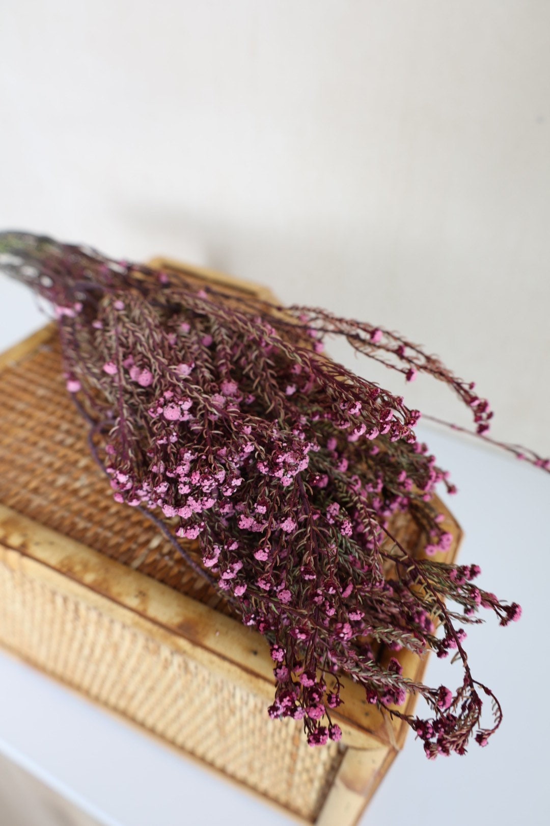 Preserved Pink Phylica, Dried Phylica, Fillers, Flower Arrangements ...