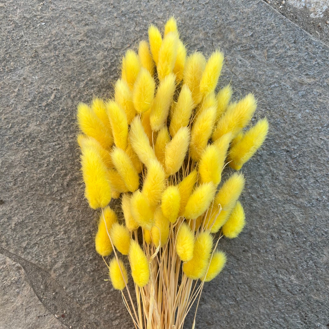 Baby Yellow Lagurus Flower Bush, Dried Flowers, Wedding Flowers, Bunny ...