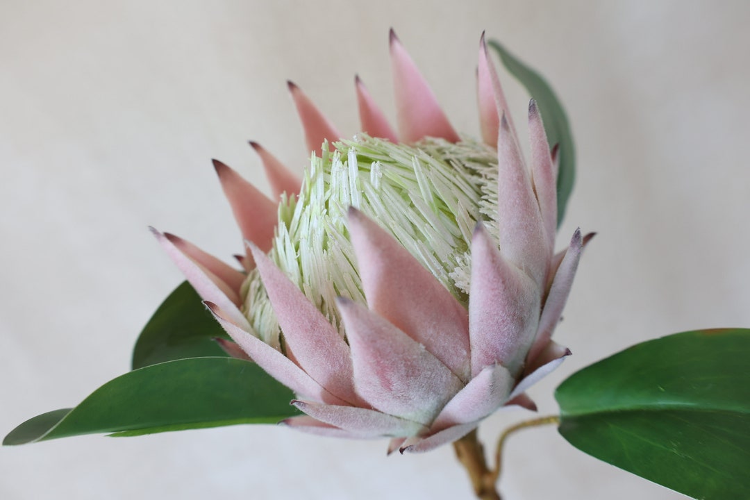 Artificial Queen Protea Flowers, Real Touch Flowers, Wedding Flowers ...