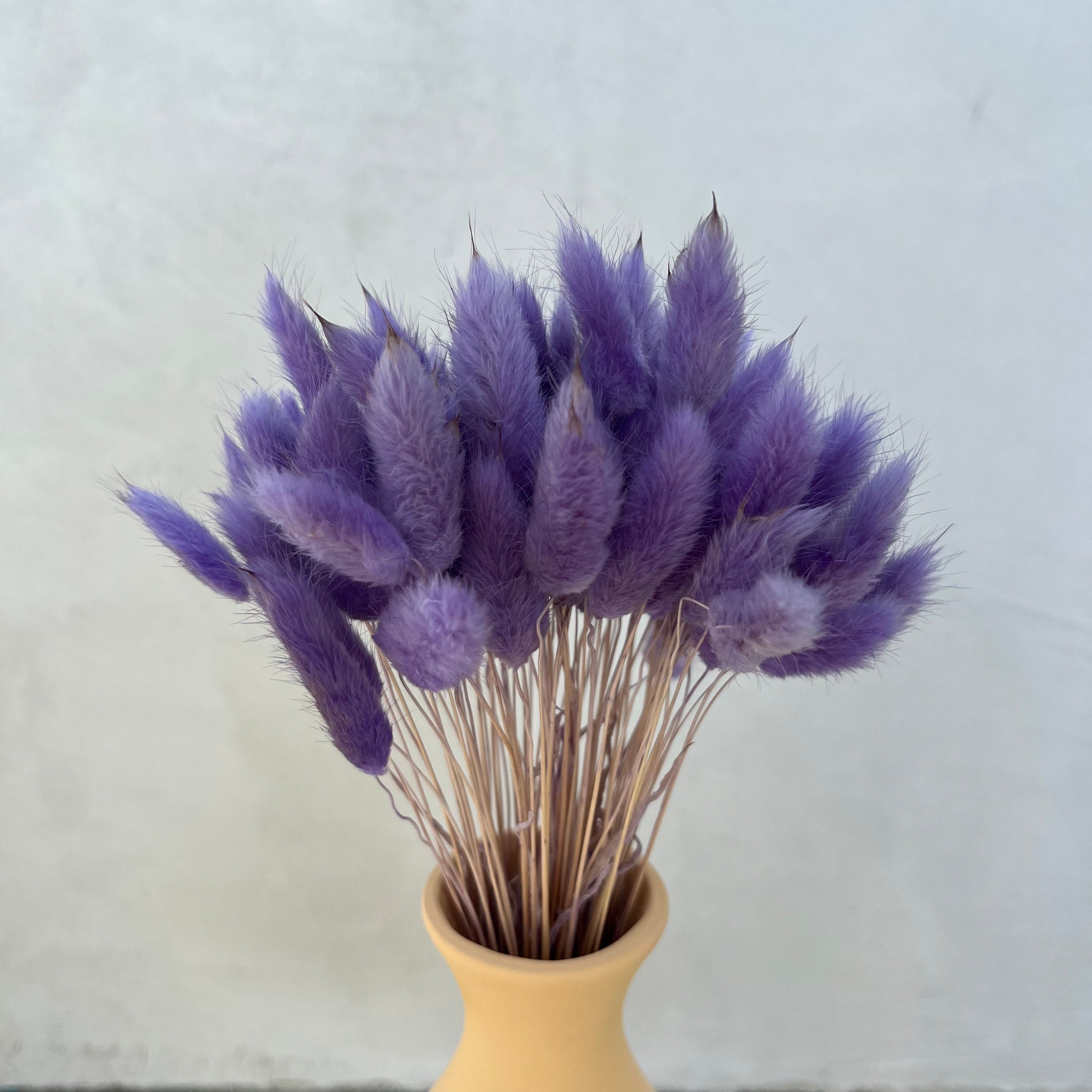 Lagurus Flower Bush Dried Flowers Wedding Flowers Bunny - Etsy