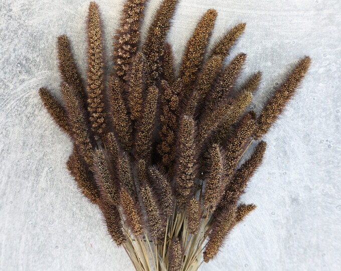 Dried Setaria Grass, Dried Flowers, Wedding Flowers, Foxtail Millet ...