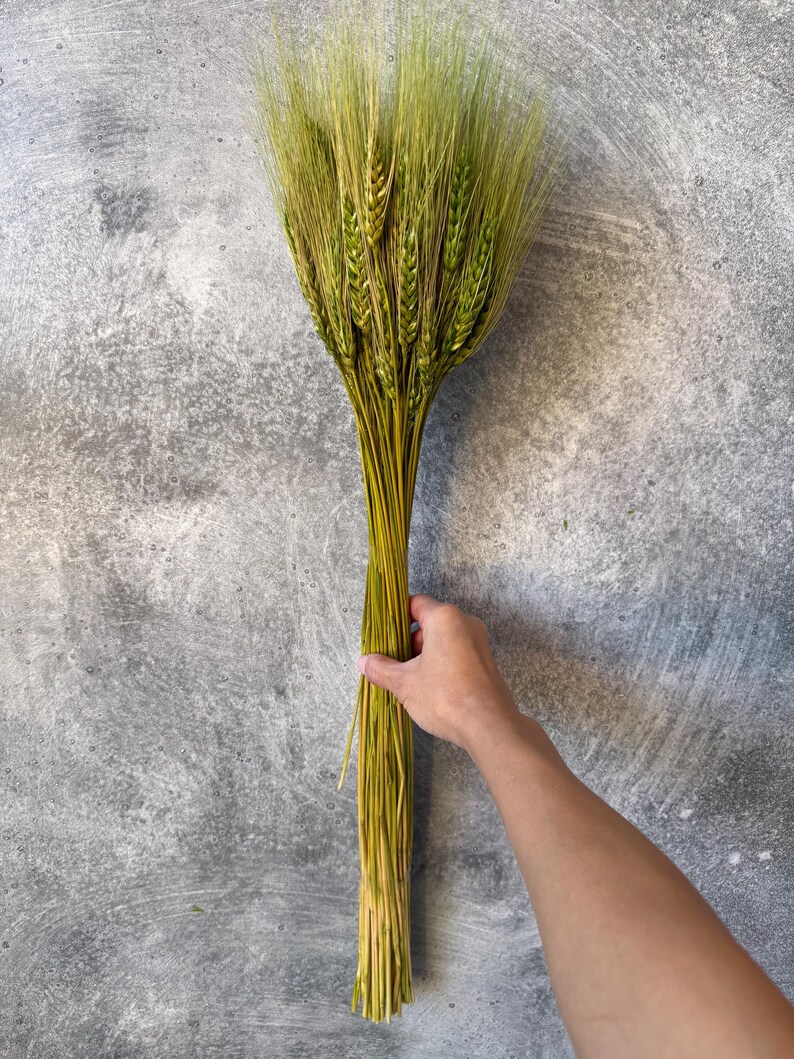 Dried Wheat Stalks, Farmhouse Decor - Etsy