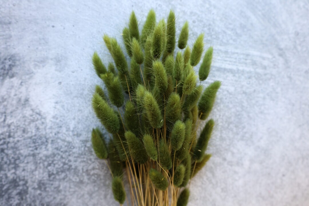 Lagurus Flower Bush, Dried Flowers, Wedding Flowers, Bunny Tails ...