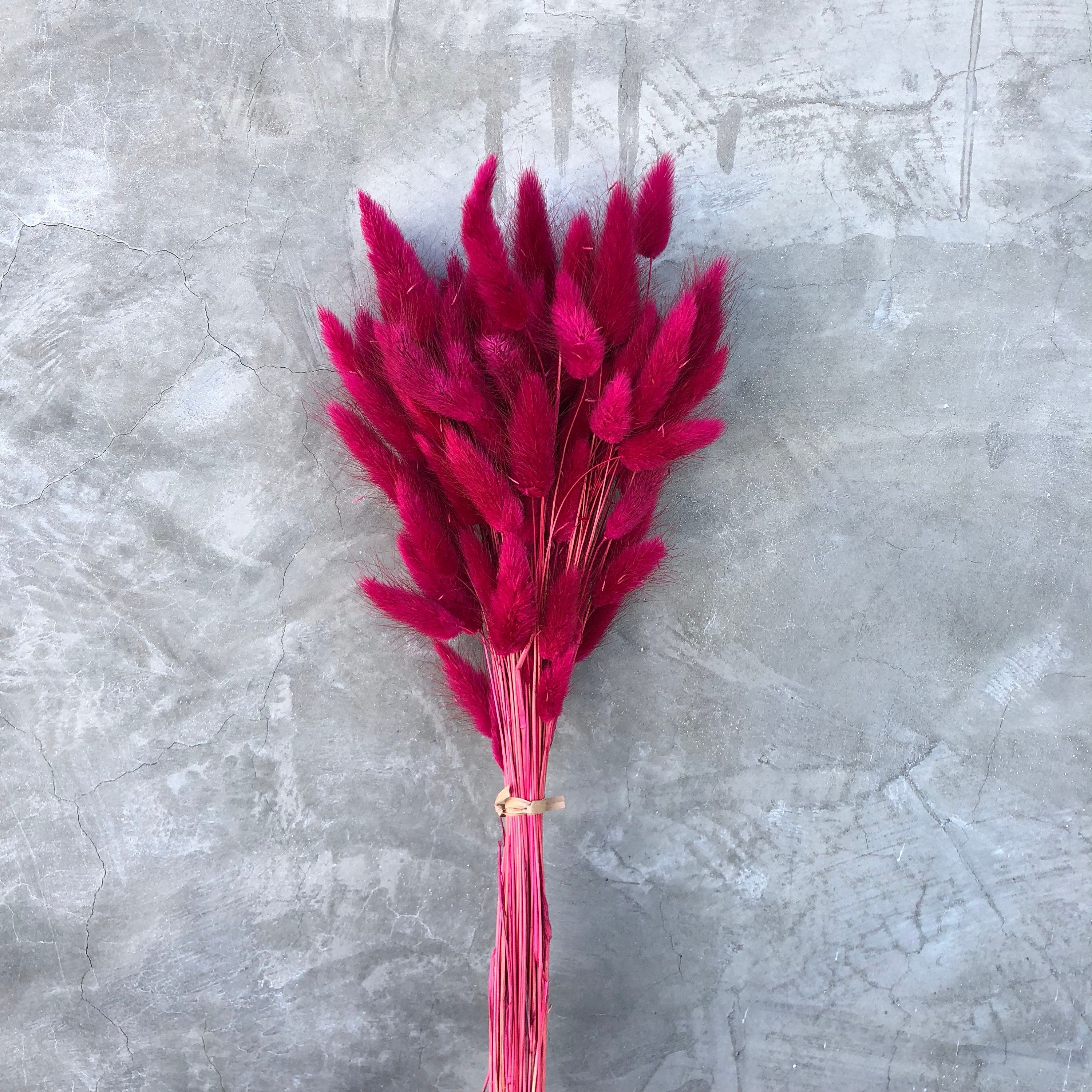 Cranberry Lagurus Flower Bush Dried Flowers Wedding | Etsy