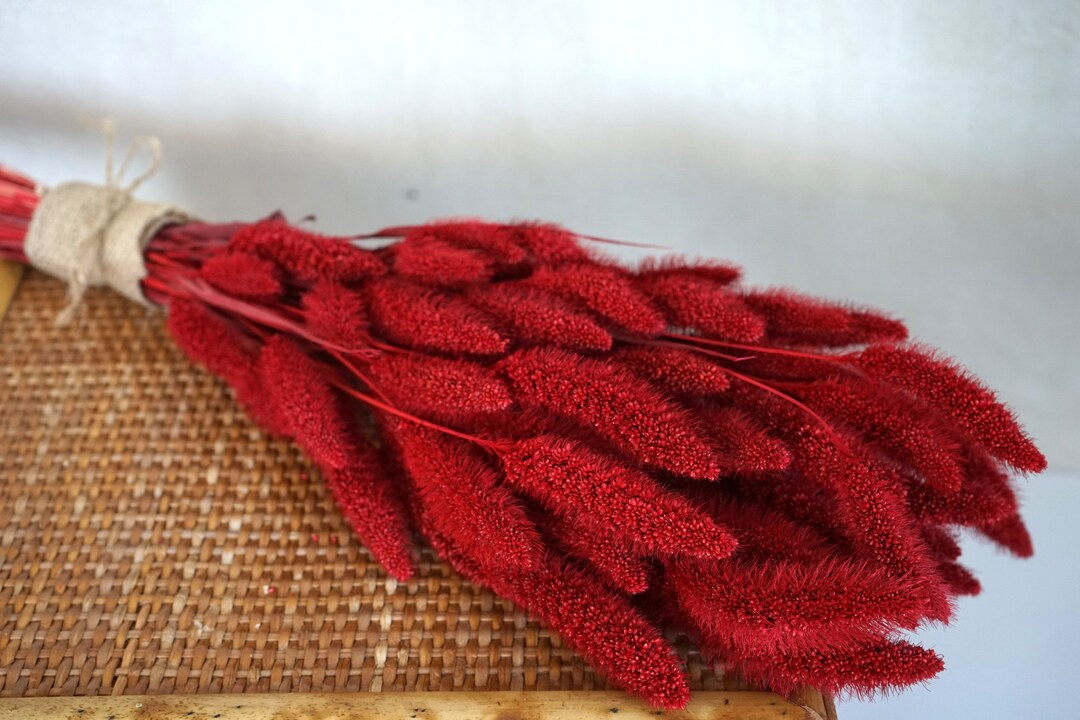 Red Dried Setaria Grass, Foxtail Millet, Dried Flowers, Wedding Flowers ...