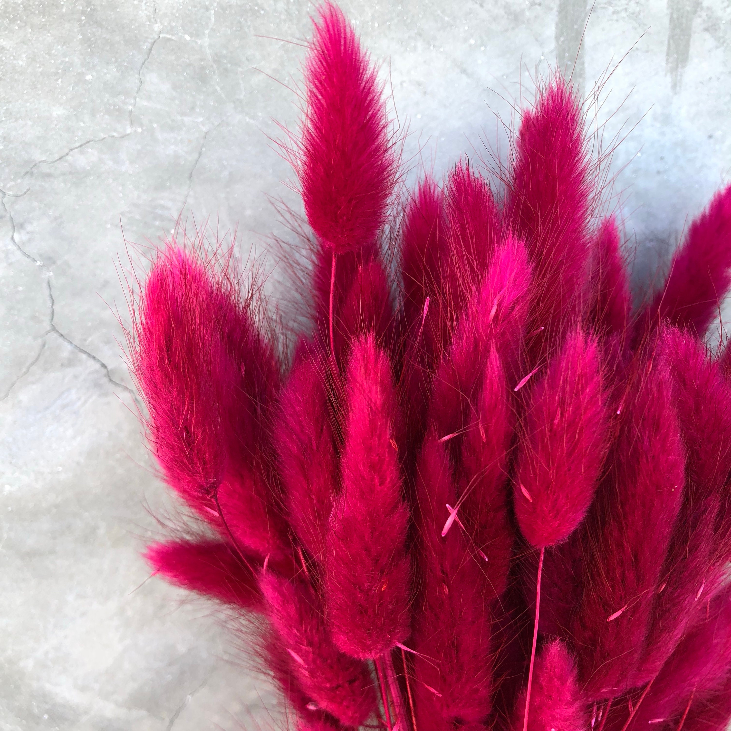 Cranberry Lagurus Flower Bush Dried Flowers Wedding | Etsy