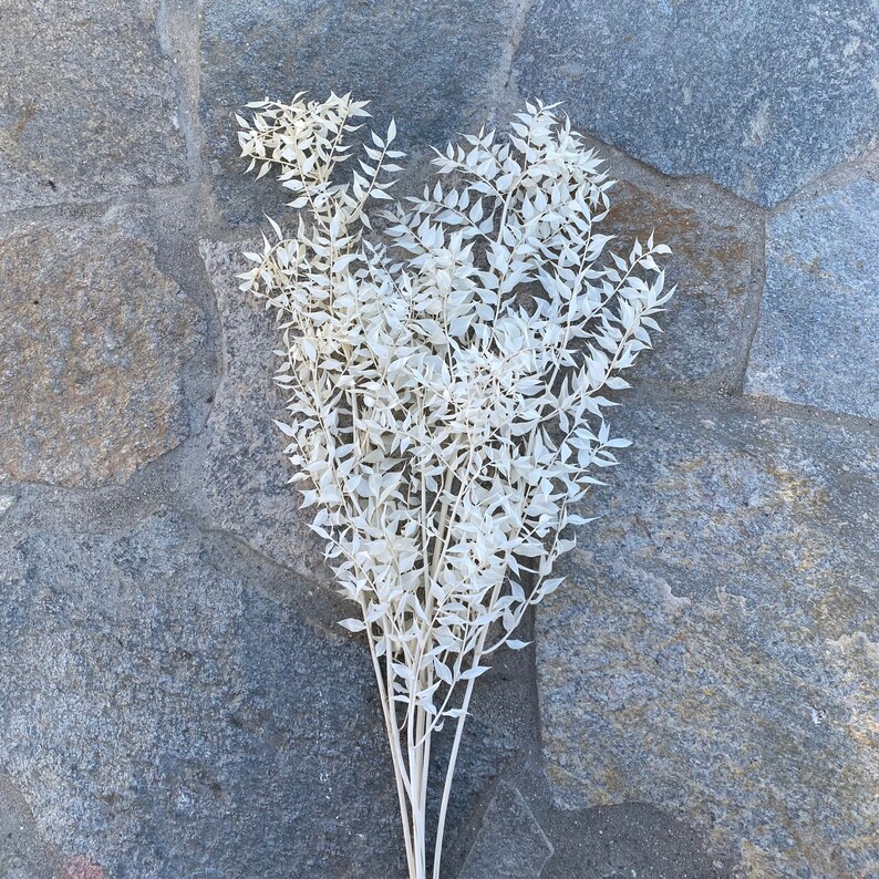 Bleached Italian Ruscus Dried Ruscus Dried Flowers Wedding | Etsy