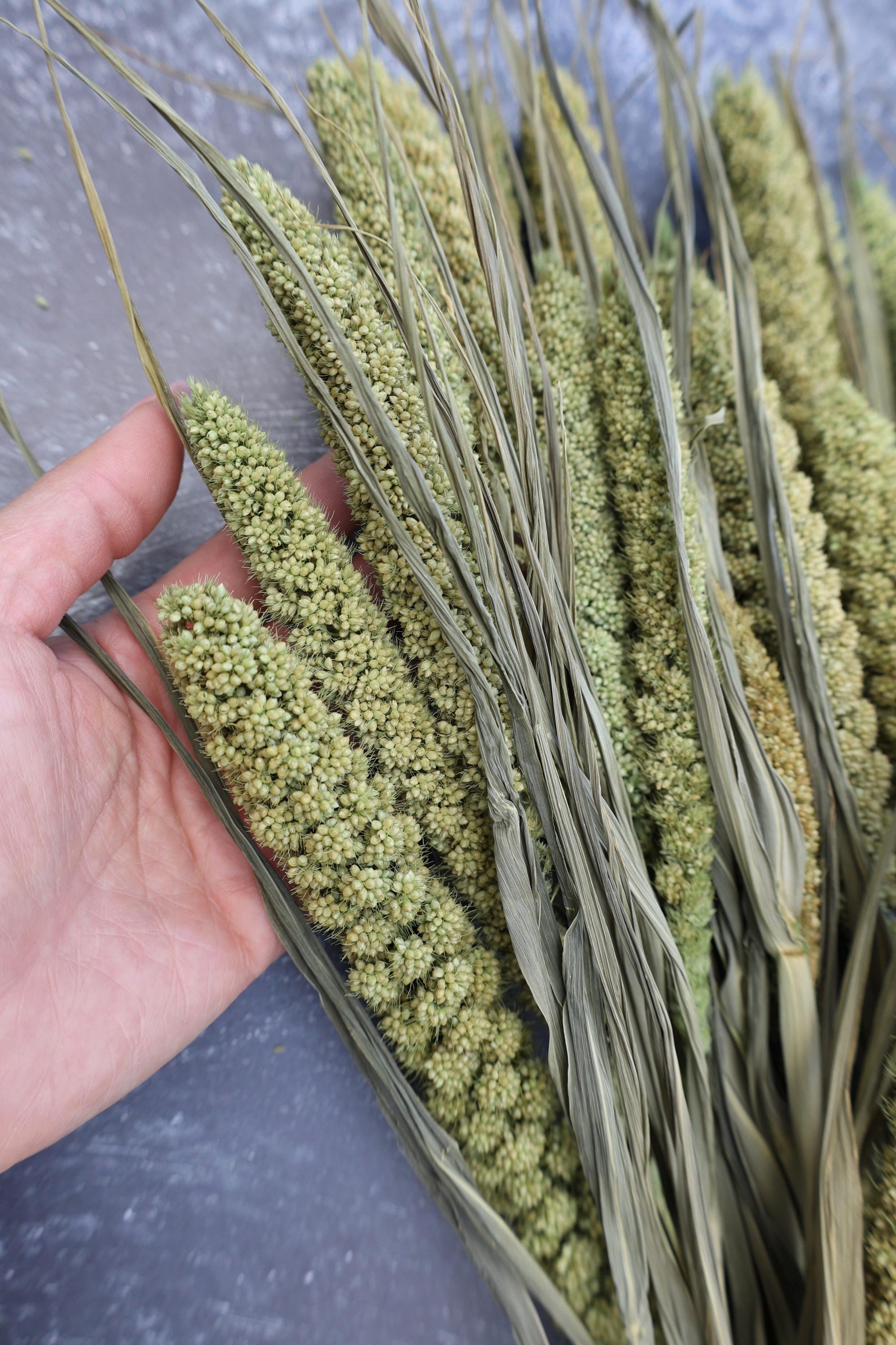 Dried Millet Grass Bundle, Natural Green Decor (23-29