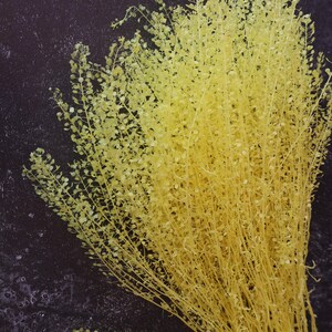 Dried Lepidium, Dried Pepper Grass, Garden Cress, Grass, Preserved ...