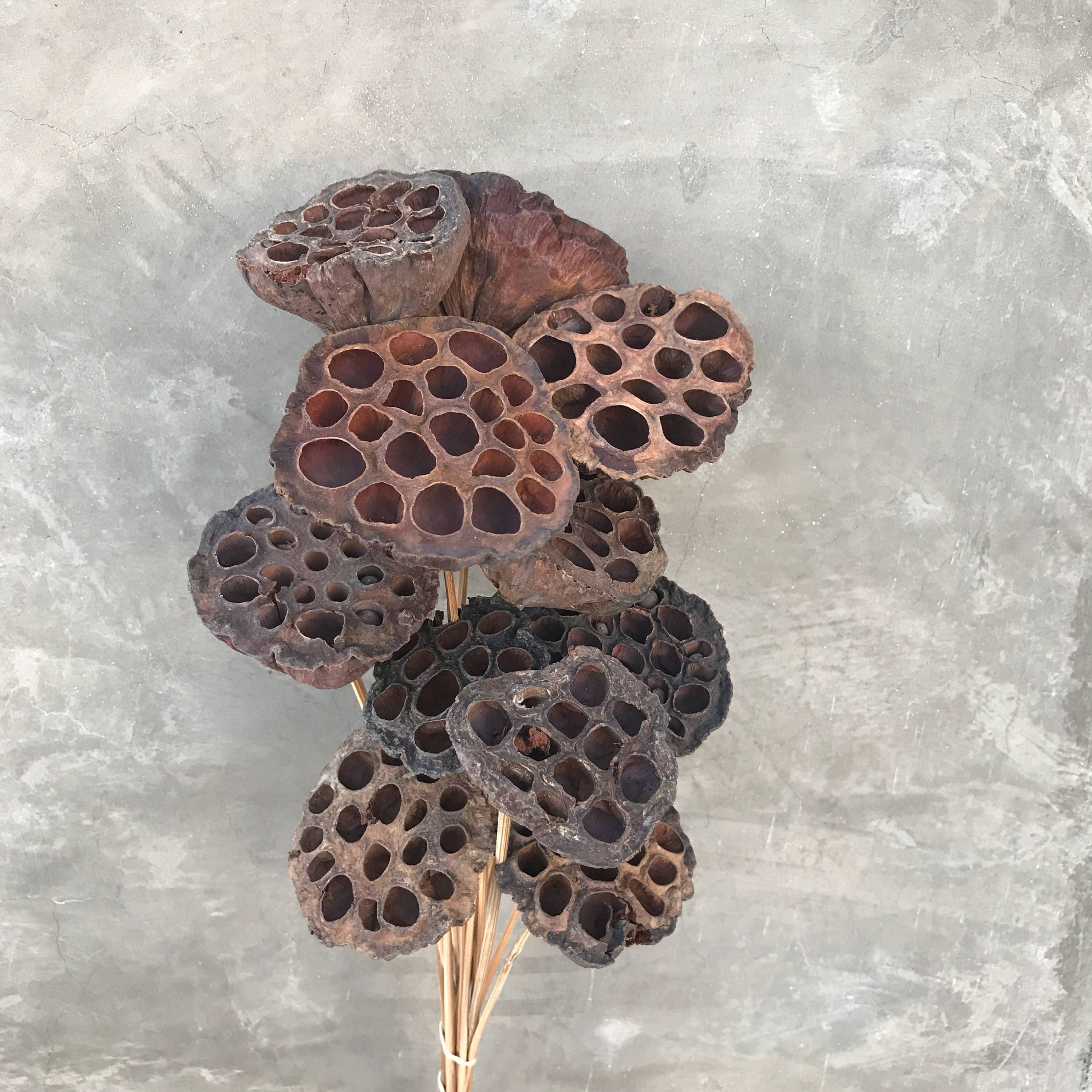 Lotus Pods Dried Flowers Dried Lotus Pods Wedding Flowers | Etsy