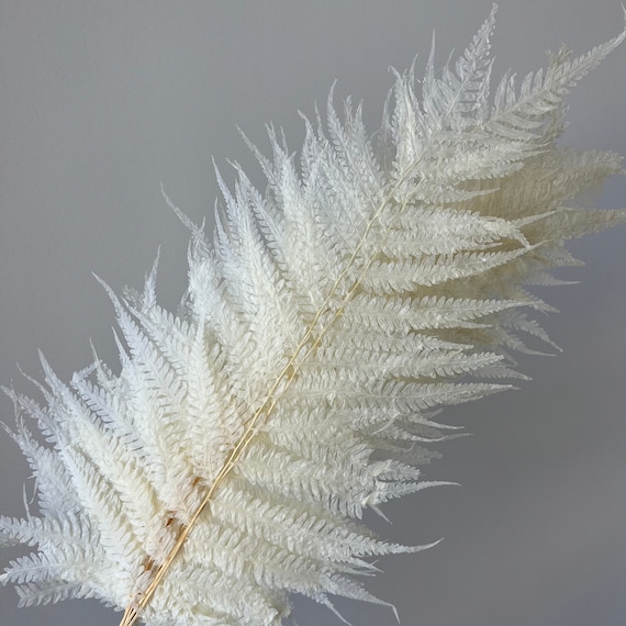Preserved Fern Leaves Dried Fern Leaves Dried Flowers | Etsy