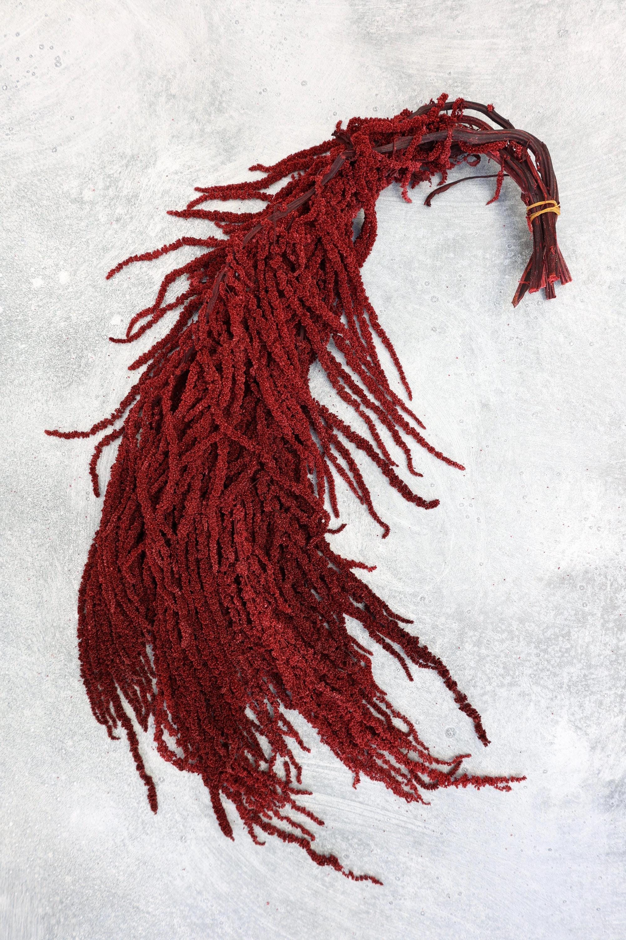Deep Red Amaranthus Hanging Preserved, Amaranthus, Hanging Amaranthus ...