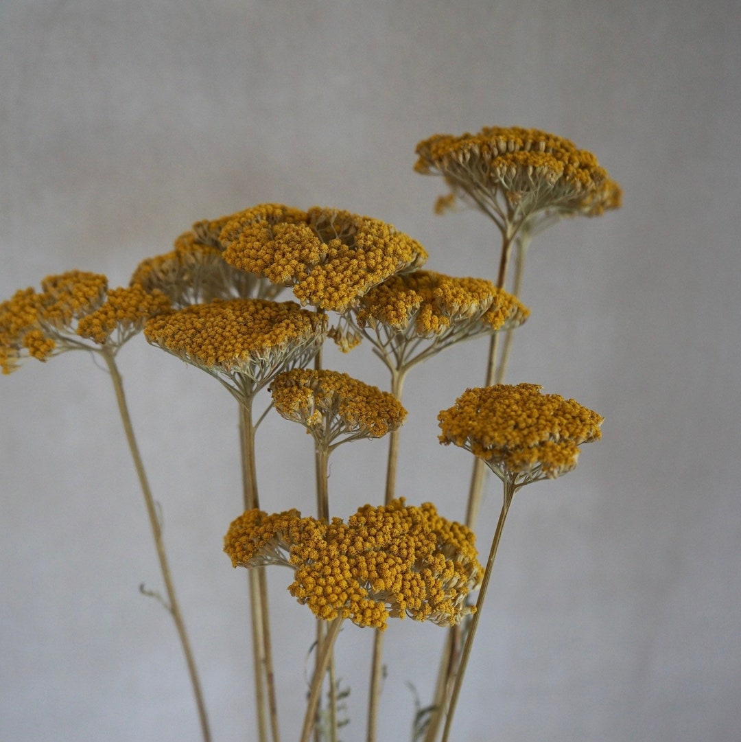 Natural Yarrow Flowers, Dried Flowers, Wedding Flowers, Home Decor ...