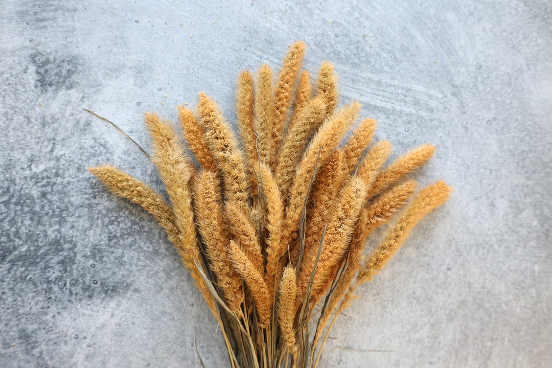 Dried Setaria Grass, Dried Flowers, Wedding Flowers, Foxtail Millet ...