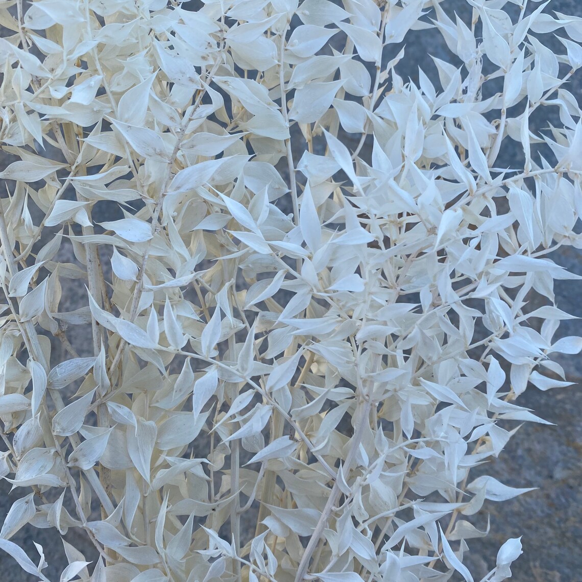 Bleached Italian ruscus Dried Ruscus Dried Flowers Wedding | Etsy
