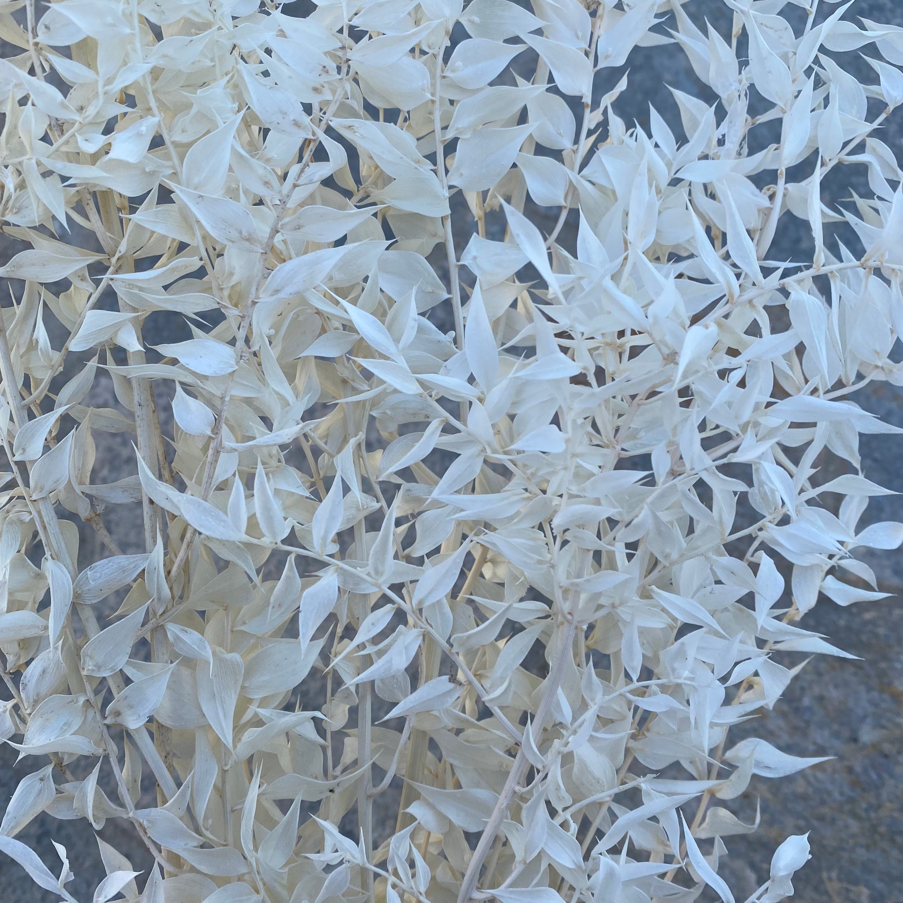Bleached Italian Ruscus Dried Ruscus Dried Flowers Wedding | Etsy