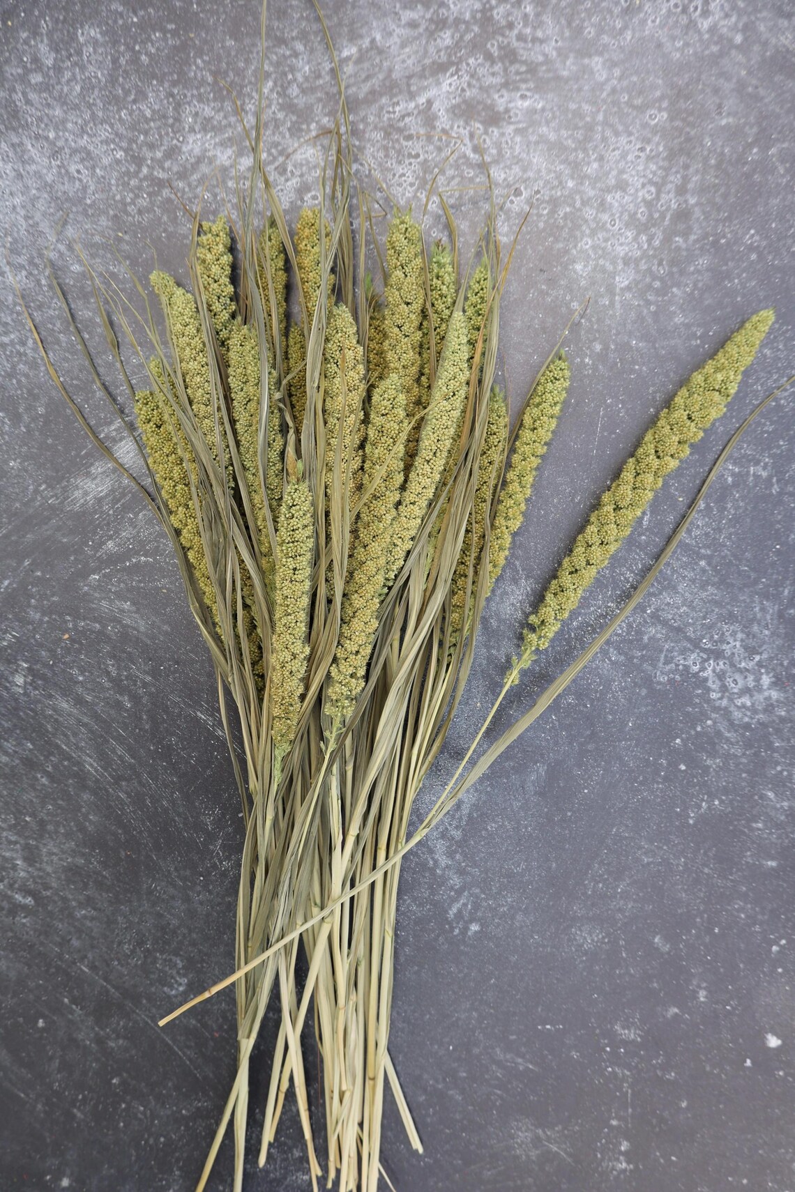 Dried Millet Grass Bundle, Natural Green Decor (23-29