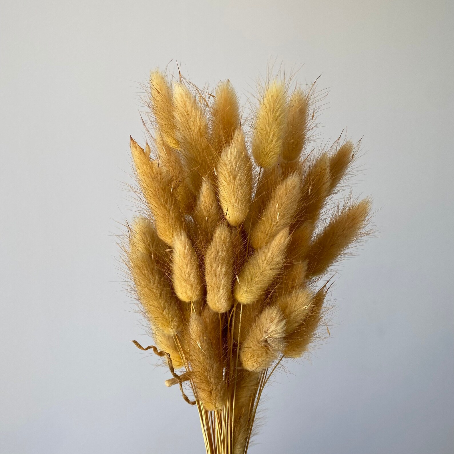 Honey Yellow Lagurus Flower Bush Dried Flowers Wedding - Etsy