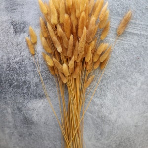 Honey Yellow Lagurus Flower Bush, Dried Flowers, Wedding Flowers, Bunny ...
