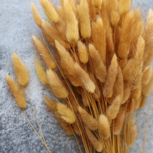 Honey Yellow Lagurus Flower Bush, Dried Flowers, Wedding Flowers, Bunny ...