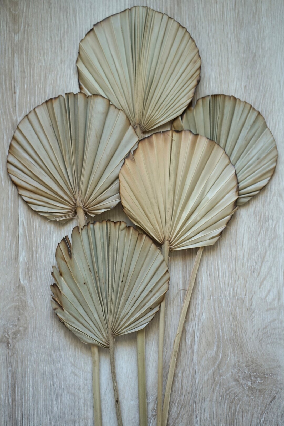 Palm Leaves, Dried Palm Burnt Leaf Fans, Palm Leave, Dried Flowers, Sun ...