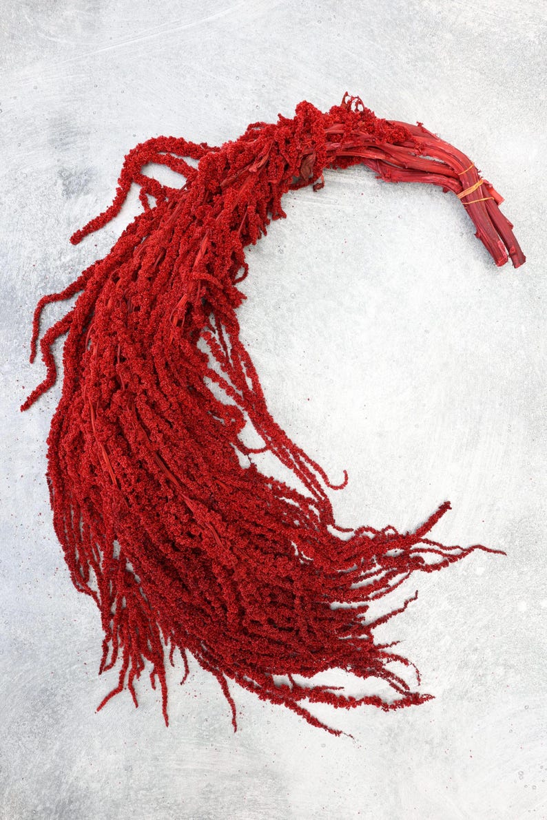 Deep Red Amaranthus Hanging Preserved - Etsy