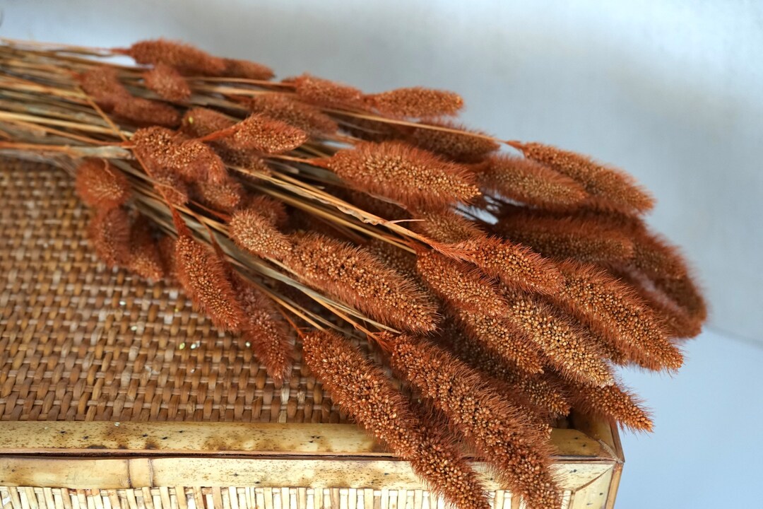 Dried Setaria Grass, Foxtail Millet, Dried Flowers, Wedding Flowers ...