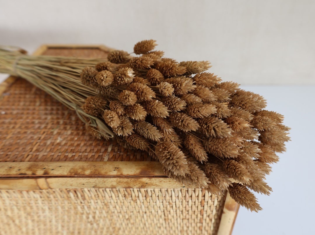 Dried Phalaris Grass Dried Flowers Wedding Flowers Home - Etsy