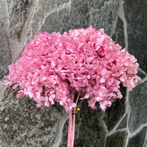 Preserved Hydrangea - Etsy