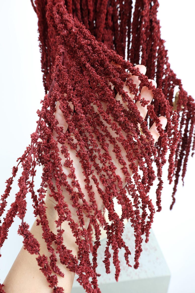 Deep Red Amaranthus Hanging Preserved, Amaranthus, Hanging Amaranthus ...