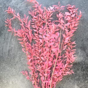 Italian Ruscus, Dried Ruscus, Dried Flowers, Wedding Flowers, Home ...