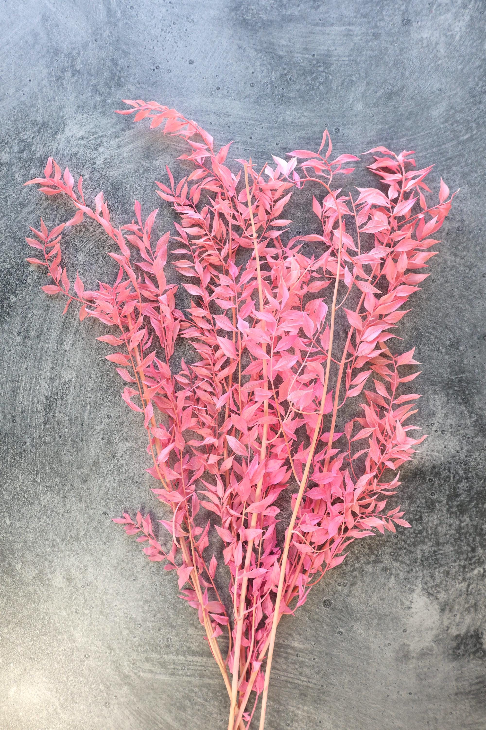 Italian Ruscus, Dried Ruscus, Dried Flowers, Wedding Flowers, Home ...