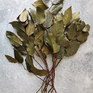 Preserved Salal, Dried Lemon Leaf, Salal Leaves, Lemon Leaves, Wedding ...