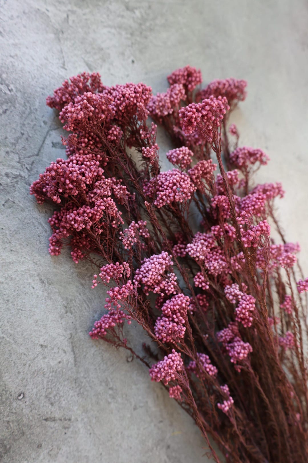 Preserved Rice Flowers, Dried Flowers, Dried Flower Filler, Filler ...