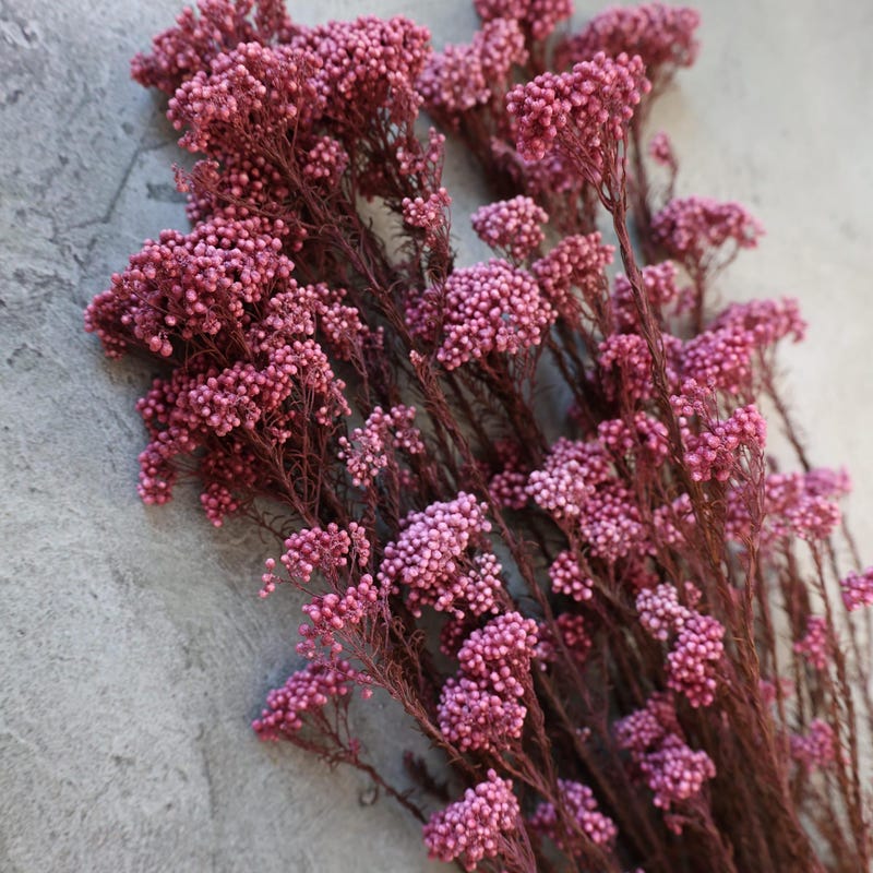 Filler Flowers - Etsy